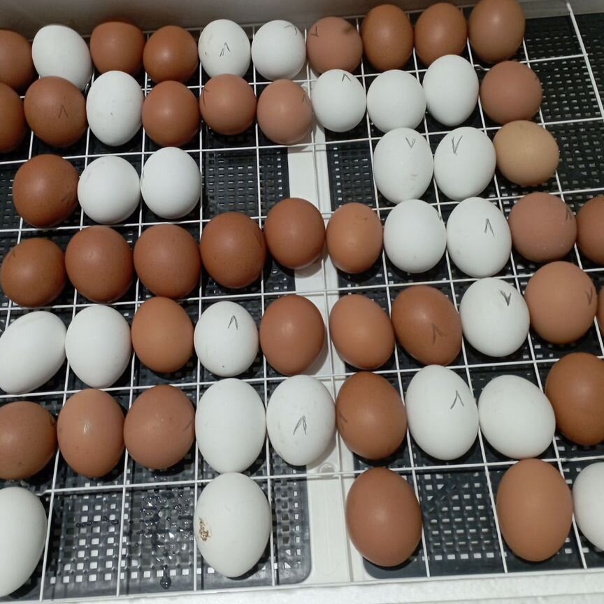 Цыплята несушки