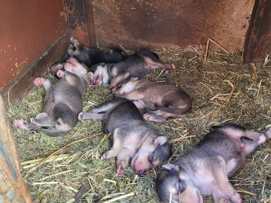 Щенки гончей