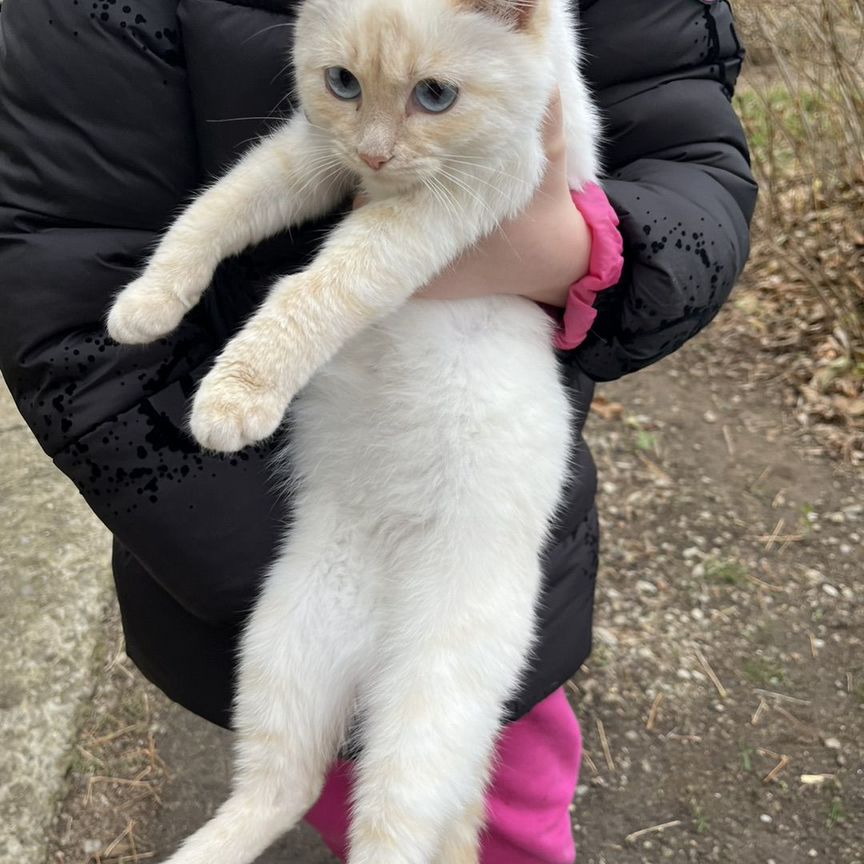 Кошечка в добрые руки