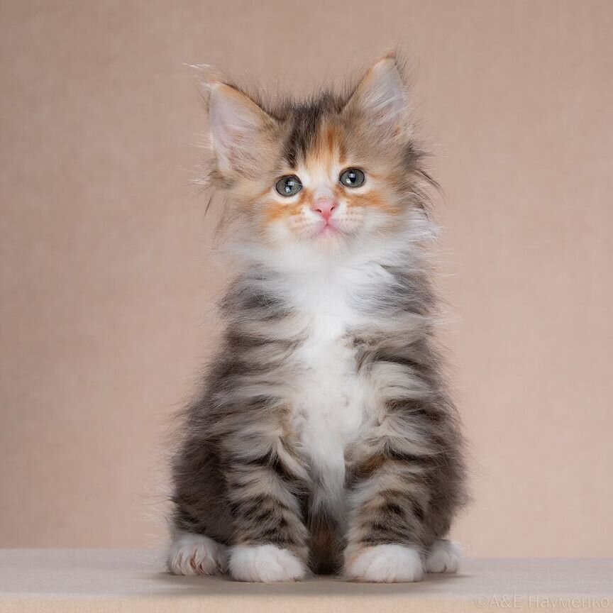 Котенок курильский бобтейл