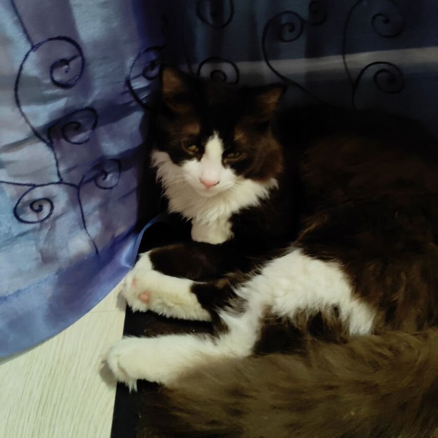 Отдам котика. Бывший домашний, видимо, потерялся