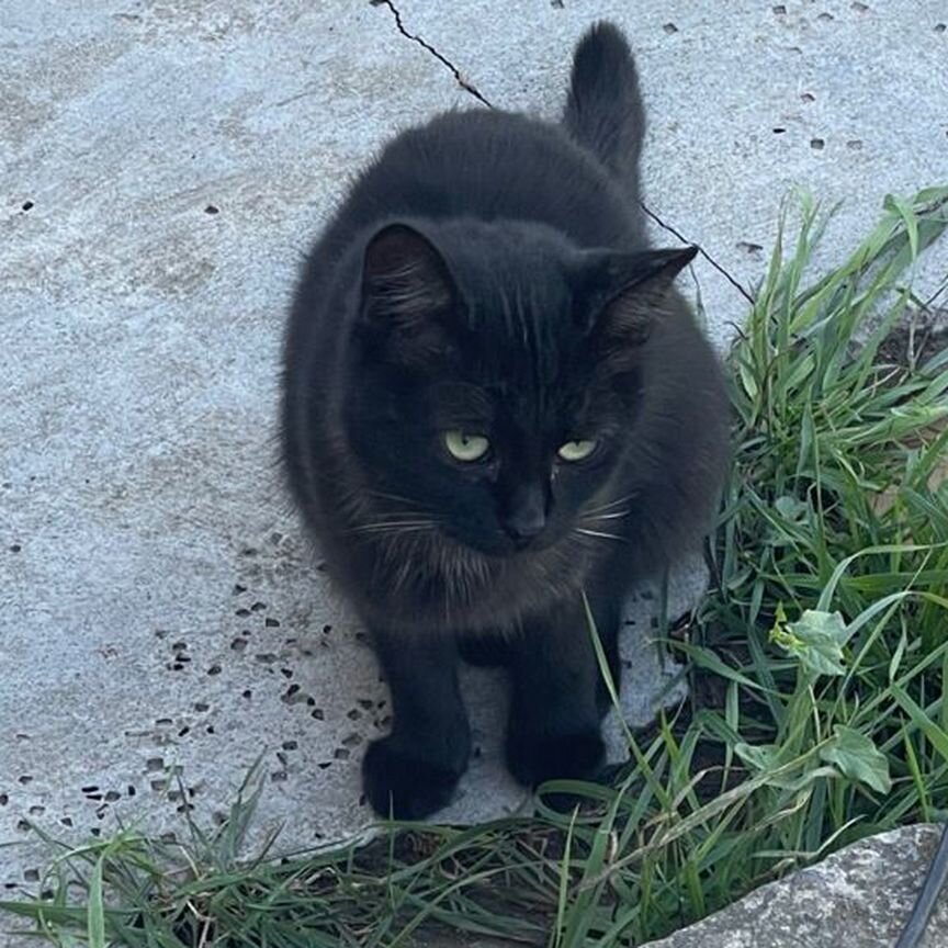 Котята в добрые руки бесплатно