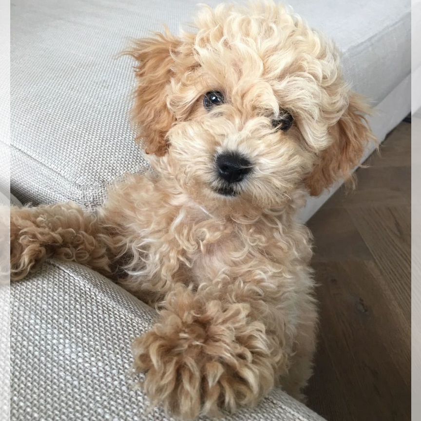 Мальтипу, щенок