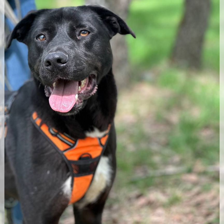 Олаф из приюта боится не встретить своего человека