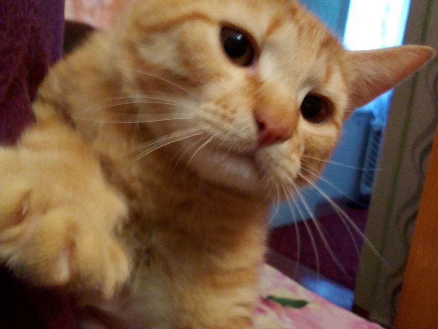 Отдам в добрые руки двух кошечек и рыжего котёнка