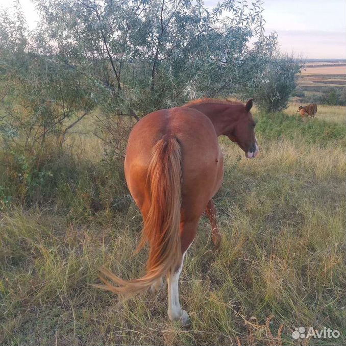 Кобыла на мясо