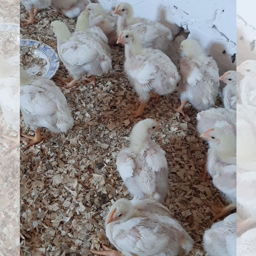 Цыпленок