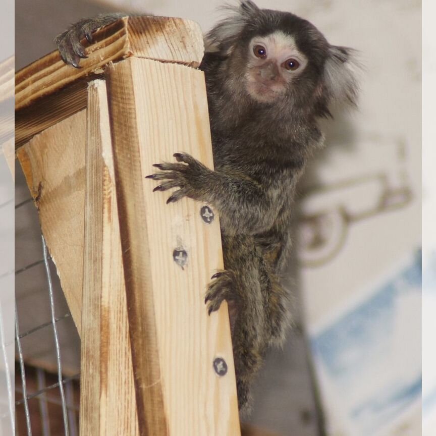 Клетка для обезьян