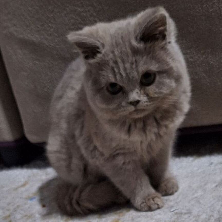 Британский короткошёрстный котёнок
