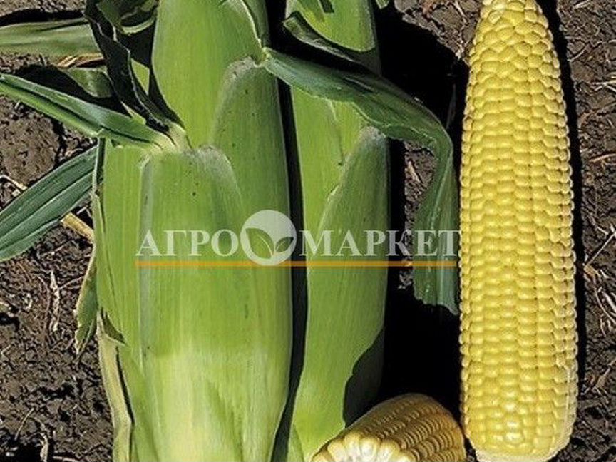 Кукуруза оптом