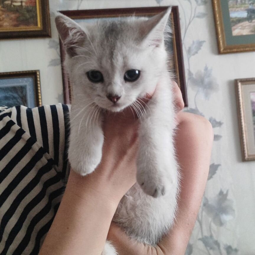 Британский короткошёрстный котёнок