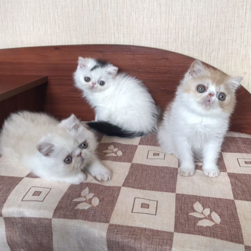 Экзотические котята персидские плюши