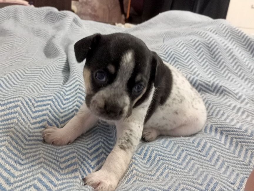 Собака французский бульдог