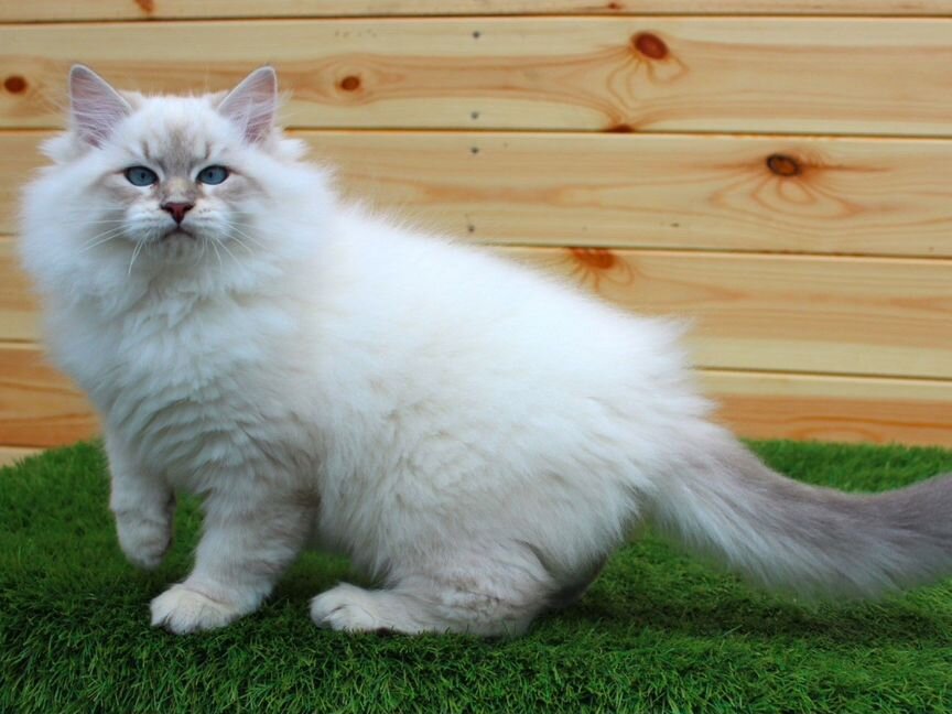 Котята невские маскарадные породистые