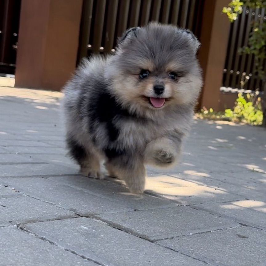 Девчушка попрыгушка