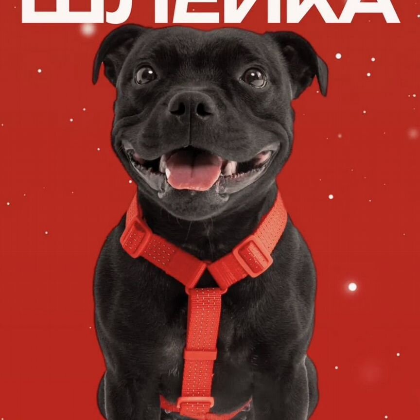 Шлейка для собаки анатомическая procomfort