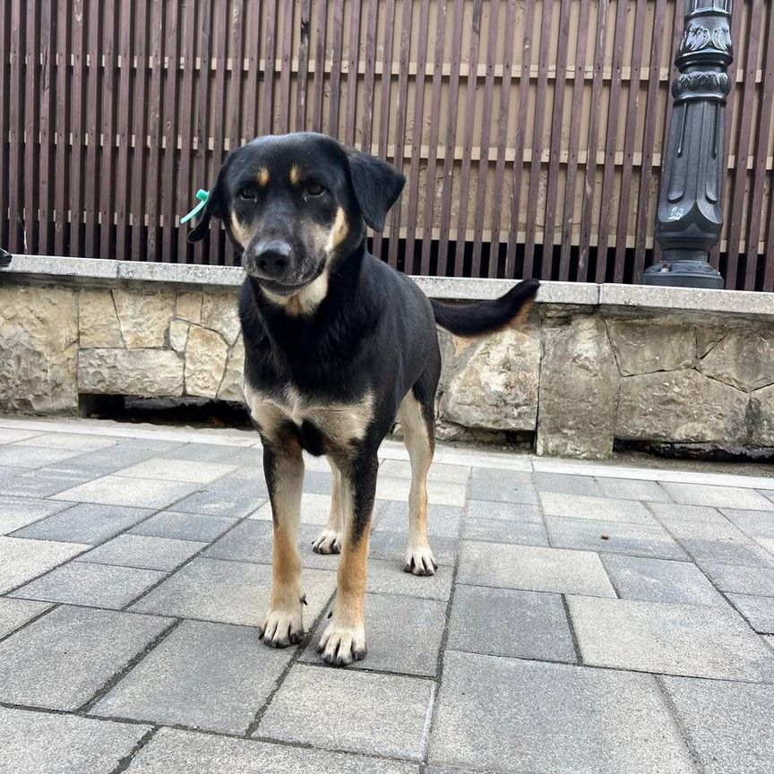 Собака в добрые руки