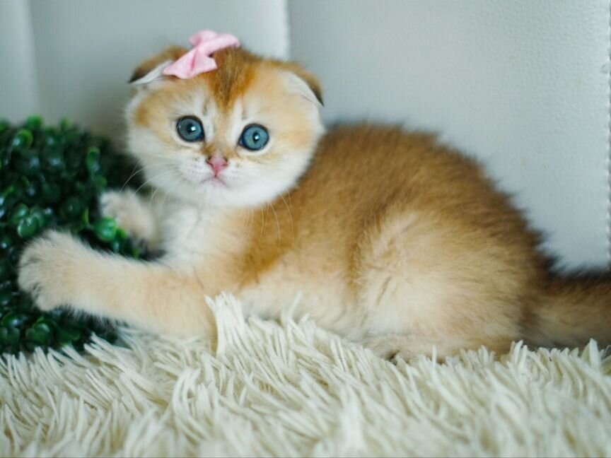 Шотландская вислоухая кошечка