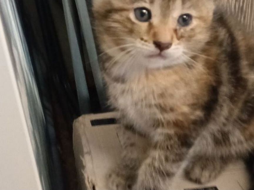 Кошка