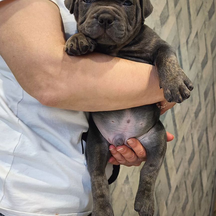 Американский булли покет