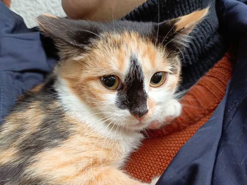 Красивая трёхцветная кошечка