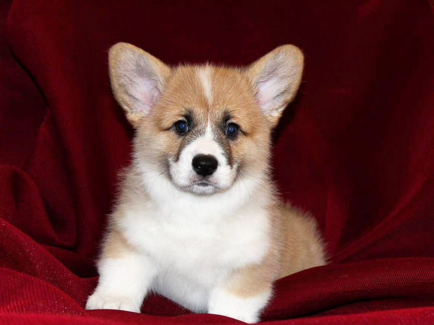 Вельш-корги пемброк