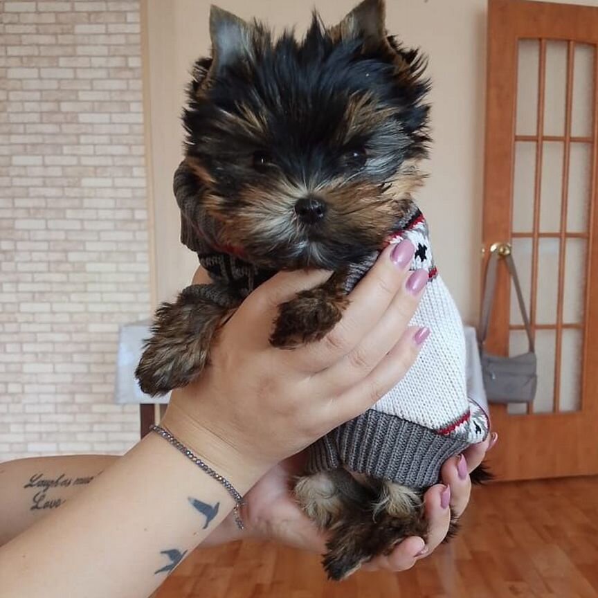 Йоркширский терьер, щенок