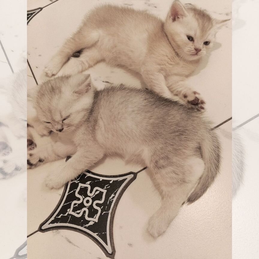 Шотландский вислоухий короткошёрстный котёнок