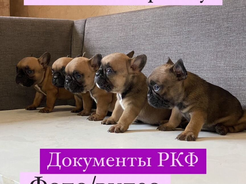 Щенки французский бульдог
