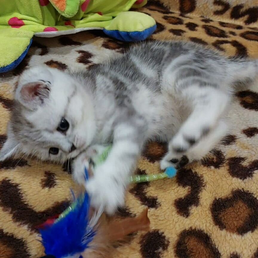 Шотландские Скоттиш Фолд и Страйт