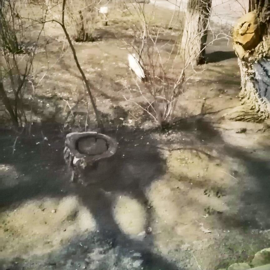 Белый кот гладкошерстный