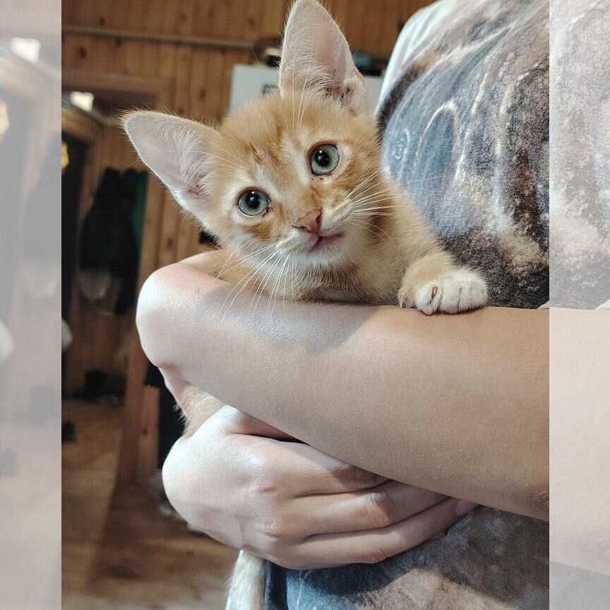 Рыжий котенок в добрые руки