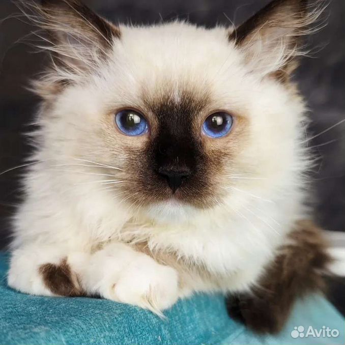 Ириска, рэгдолл с родословной