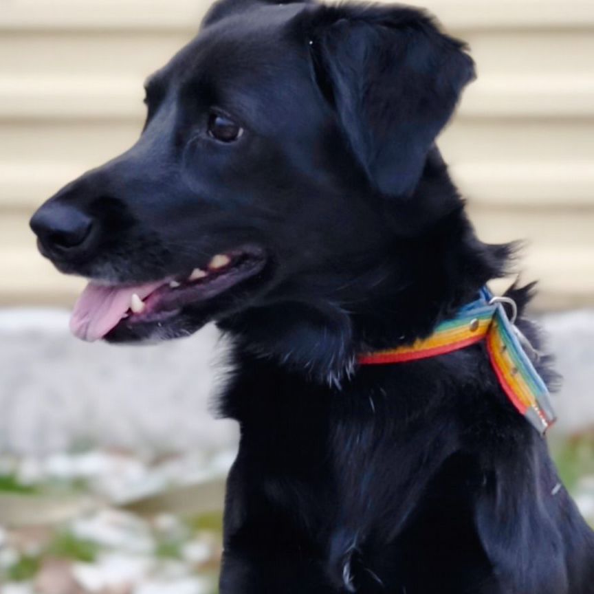 Взрослый пёс в добрые руки