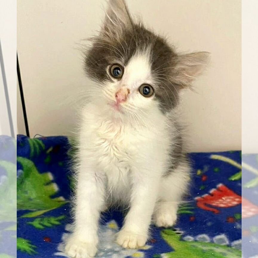 Котенок мальчик 2,5 месяца