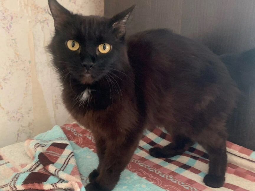 Кошечка изет дом