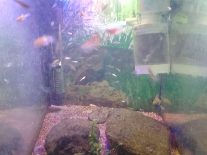 Аквариумные рыбки