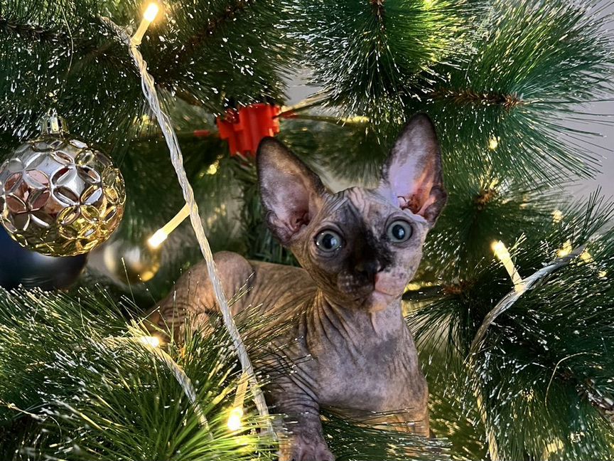 Девочки Канадский сфинкс котенок