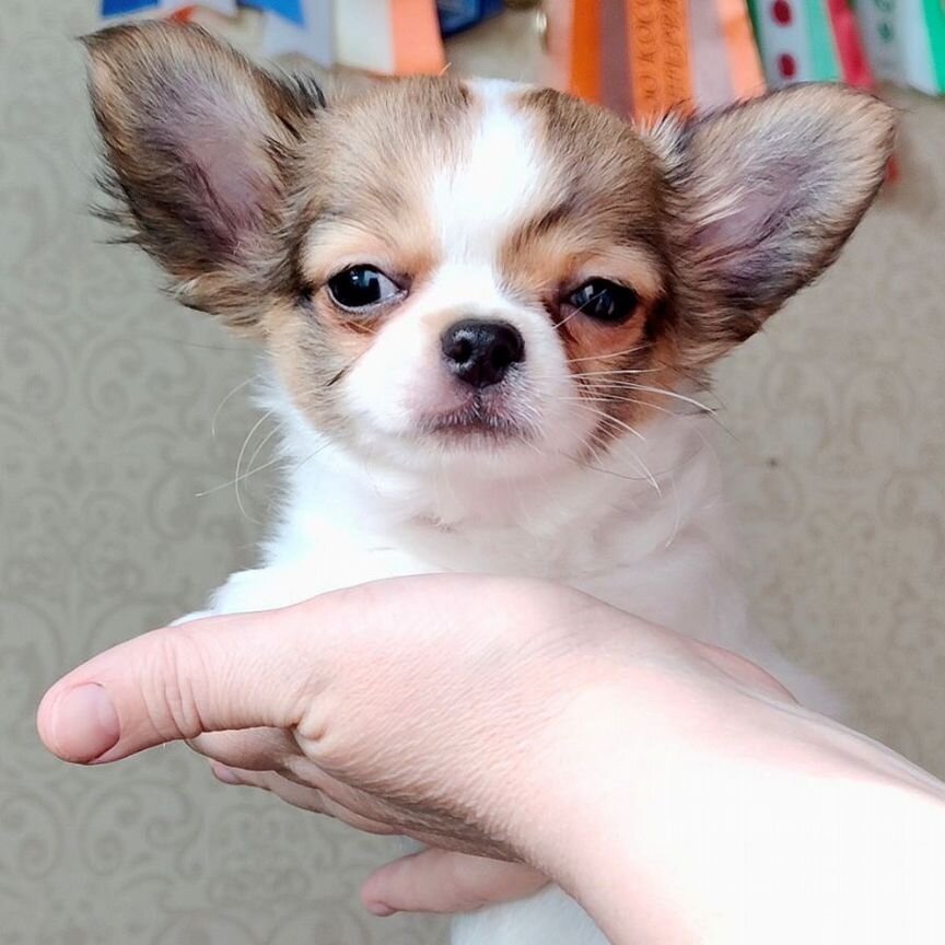 Чихуахуа, щенок