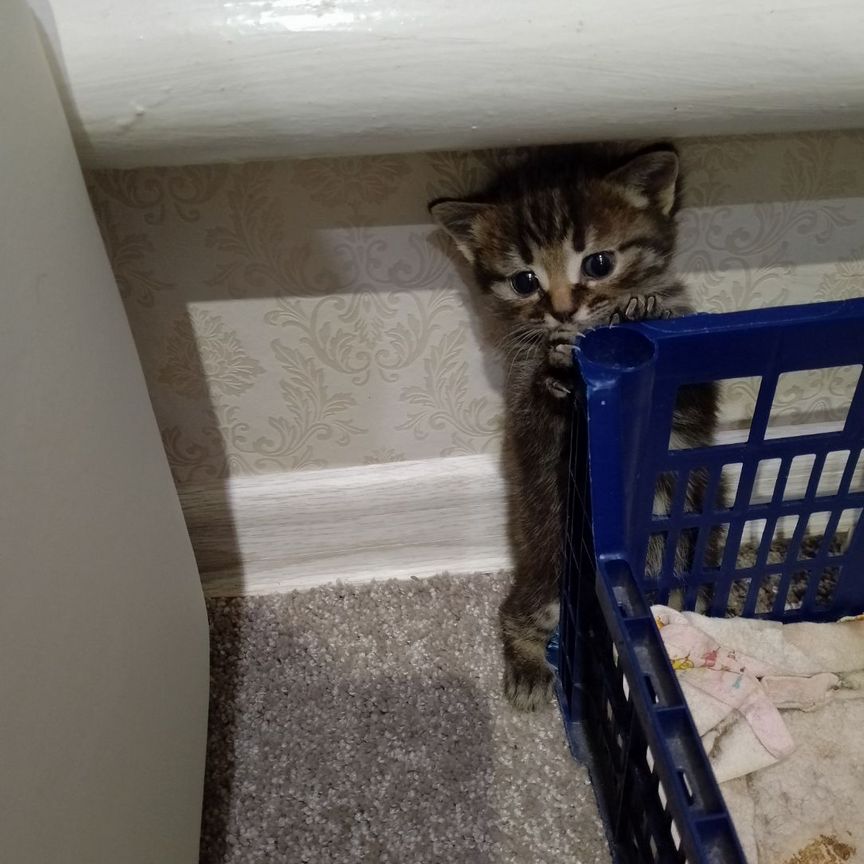 Котята