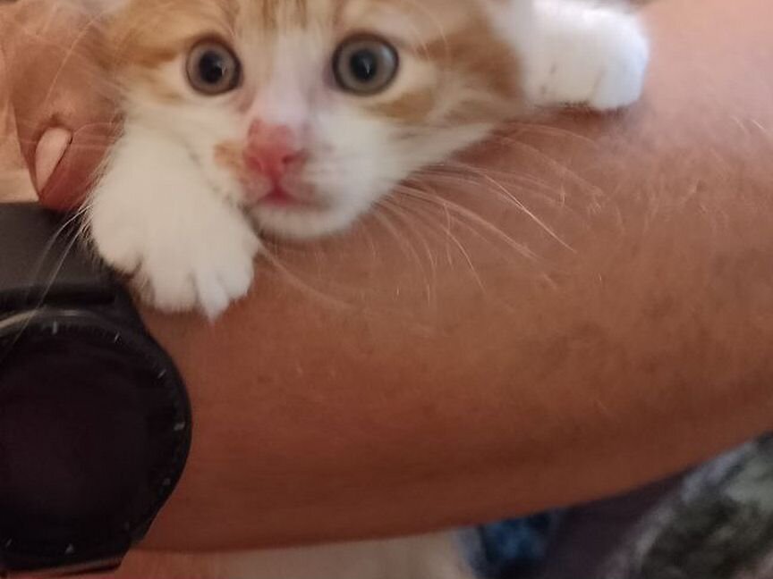 Котята, родились в Пасху