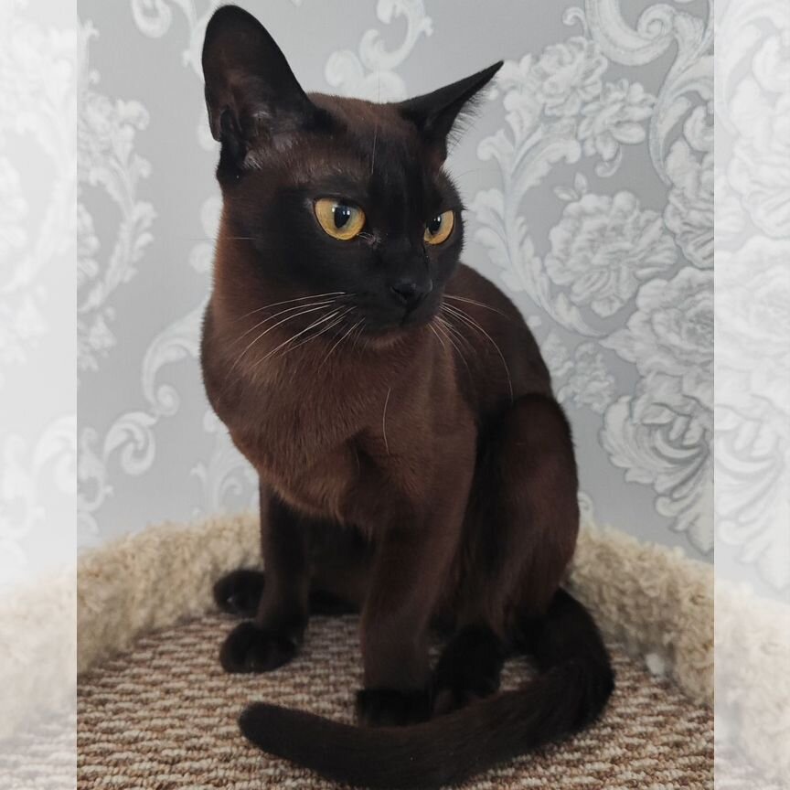 Бурма в разведение