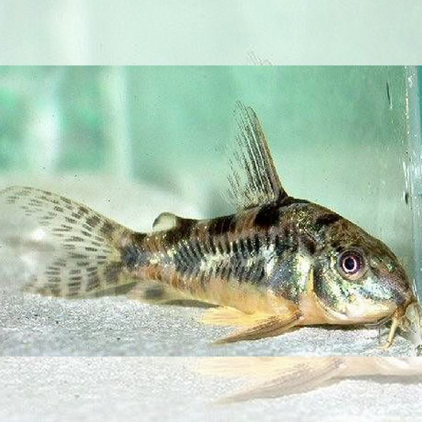 Аквариумные рыбки сомик коридорас