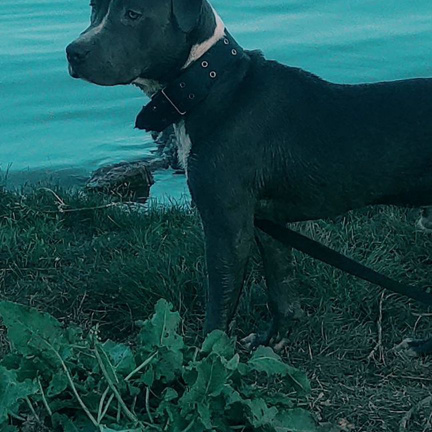 Американский стаффордширский терьер