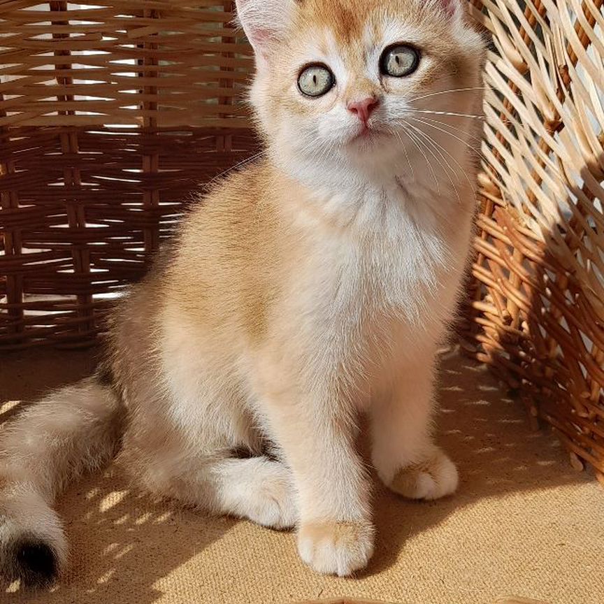 Котенок