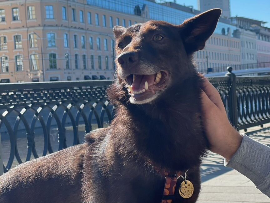 Собака в добрые руки