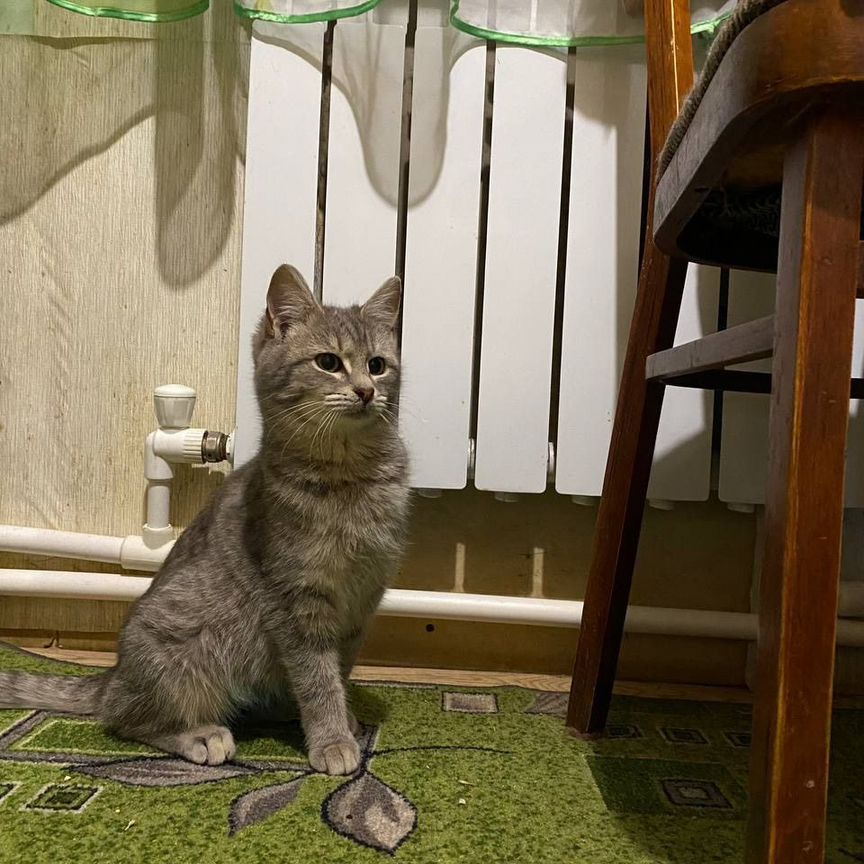 Котик в добрые руки