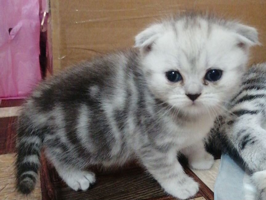 Продам шотландских котят