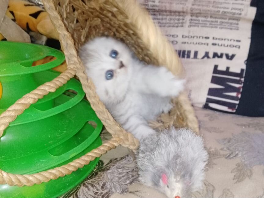 Кошки