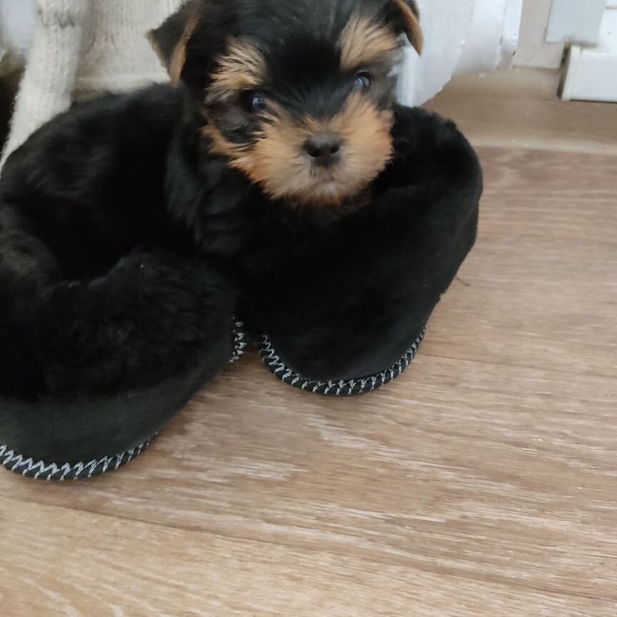 Йоркширский терьер щенки